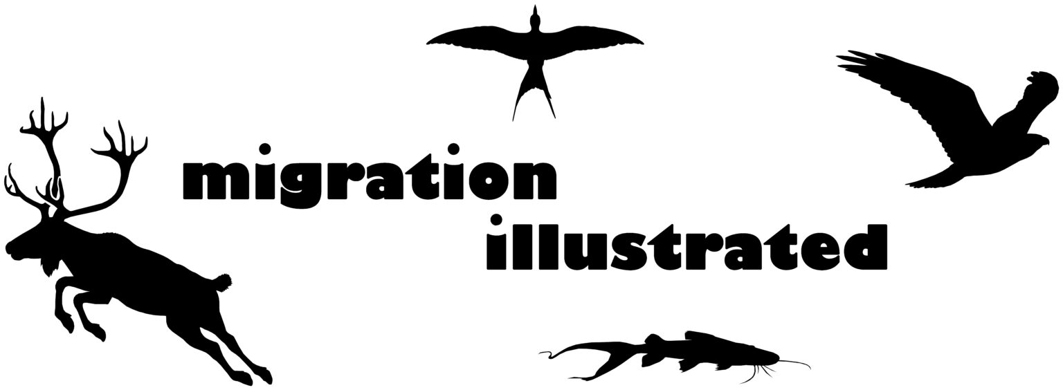 White Stork Migration – Explore the Wonders of Nature