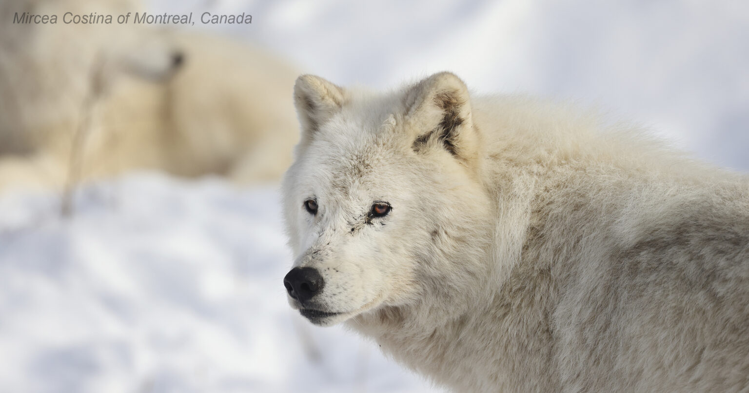 The White Wolf – Explore the Wonders of Nature