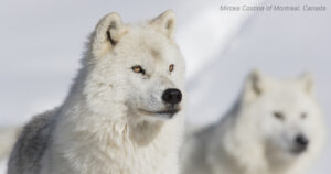 The White Wolf – Explore the Wonders of Nature