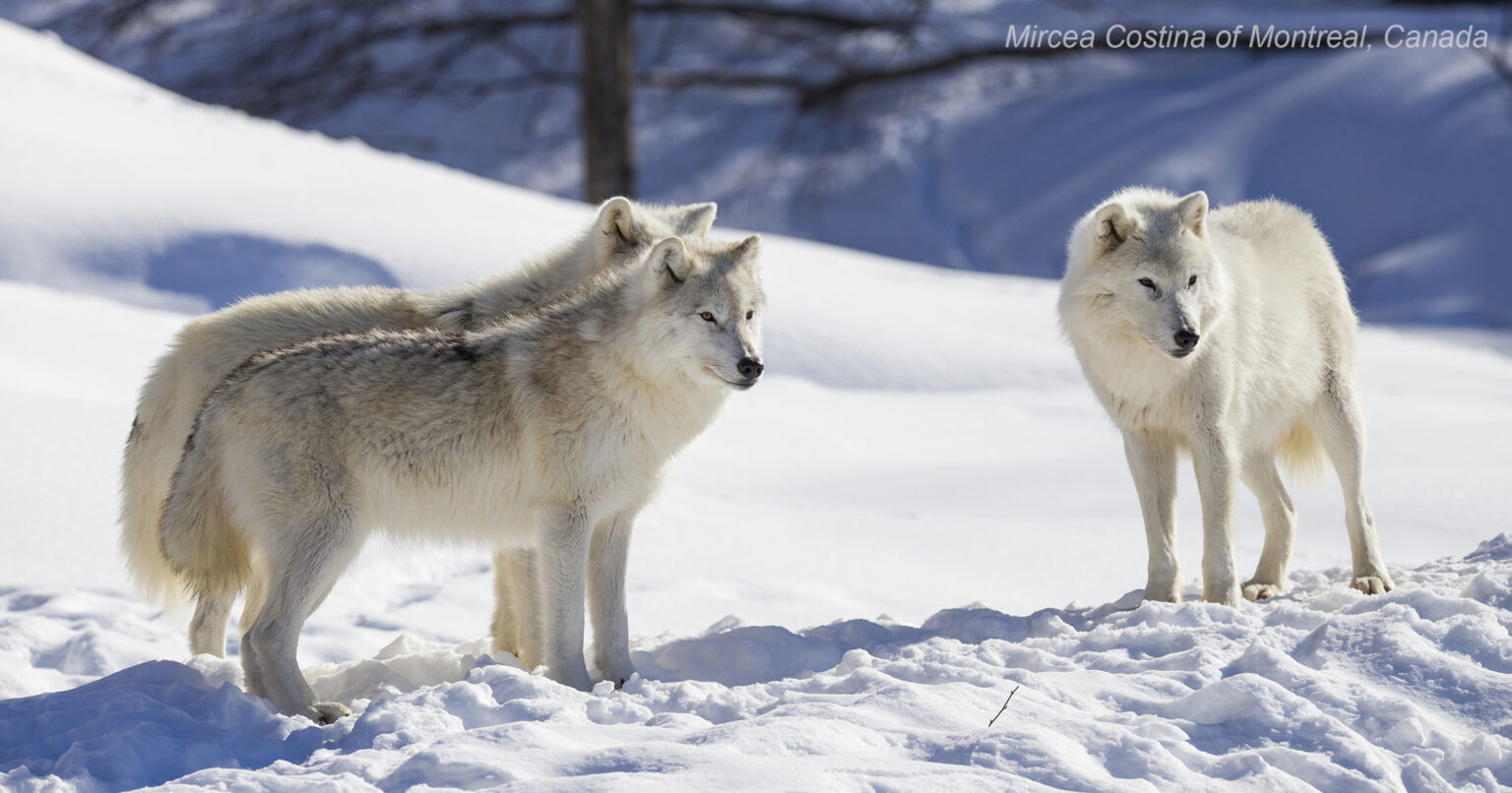 The White Wolf – Explore the Wonders of Nature