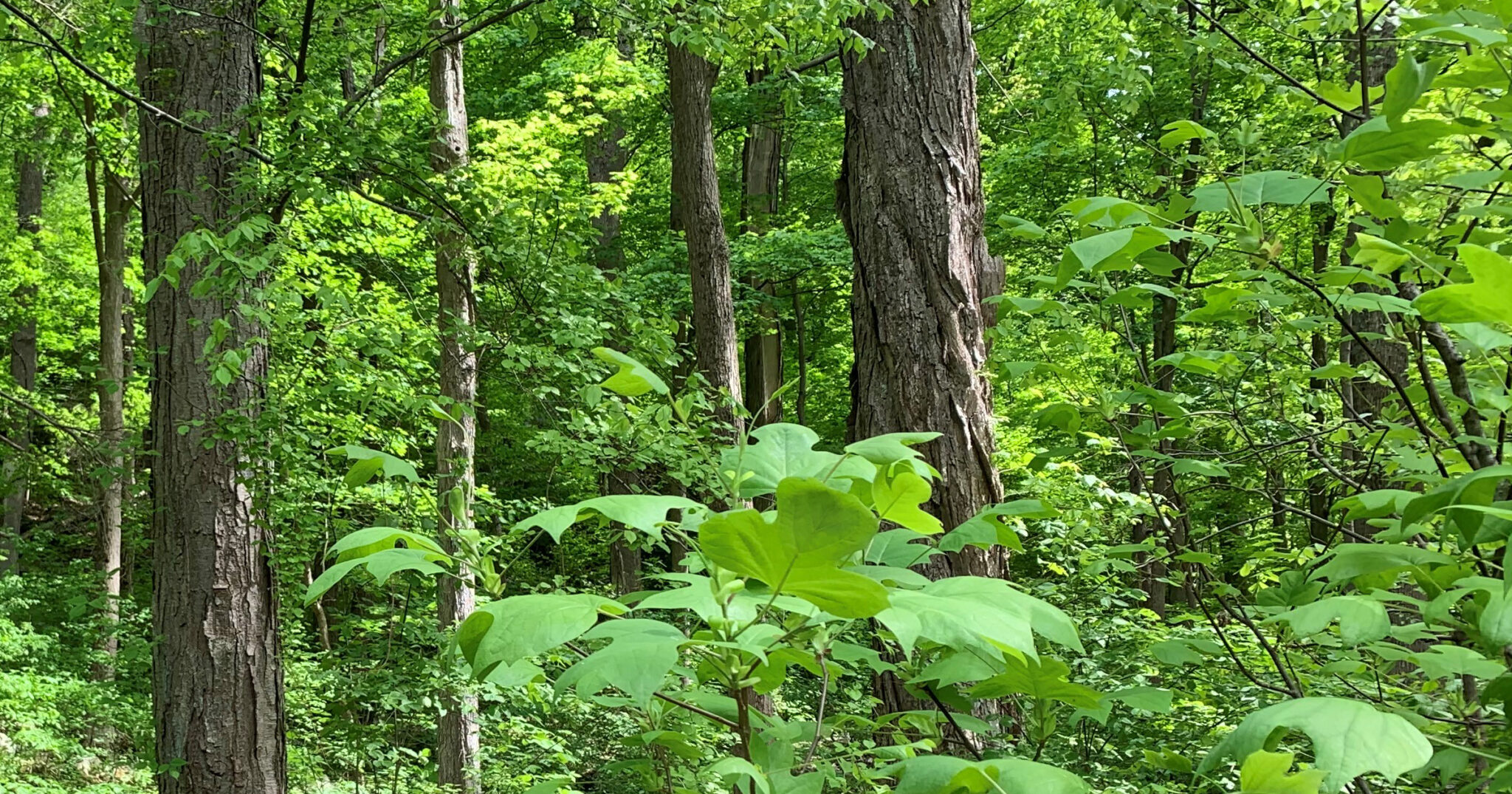 Deciduous Forests Explore The Wonders Of Nature Deciduous Forests Explore The Wonders Of Nature