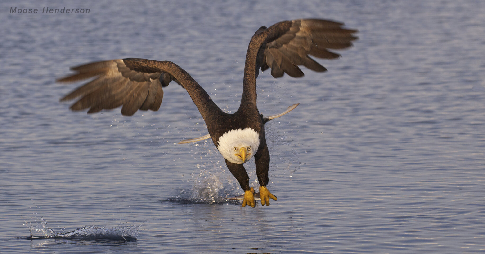 The Bald Eagle – Explore the Wonders of Nature