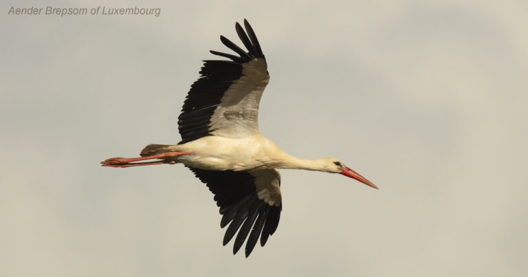 White Stork Migration – Explore the Wonders of Nature