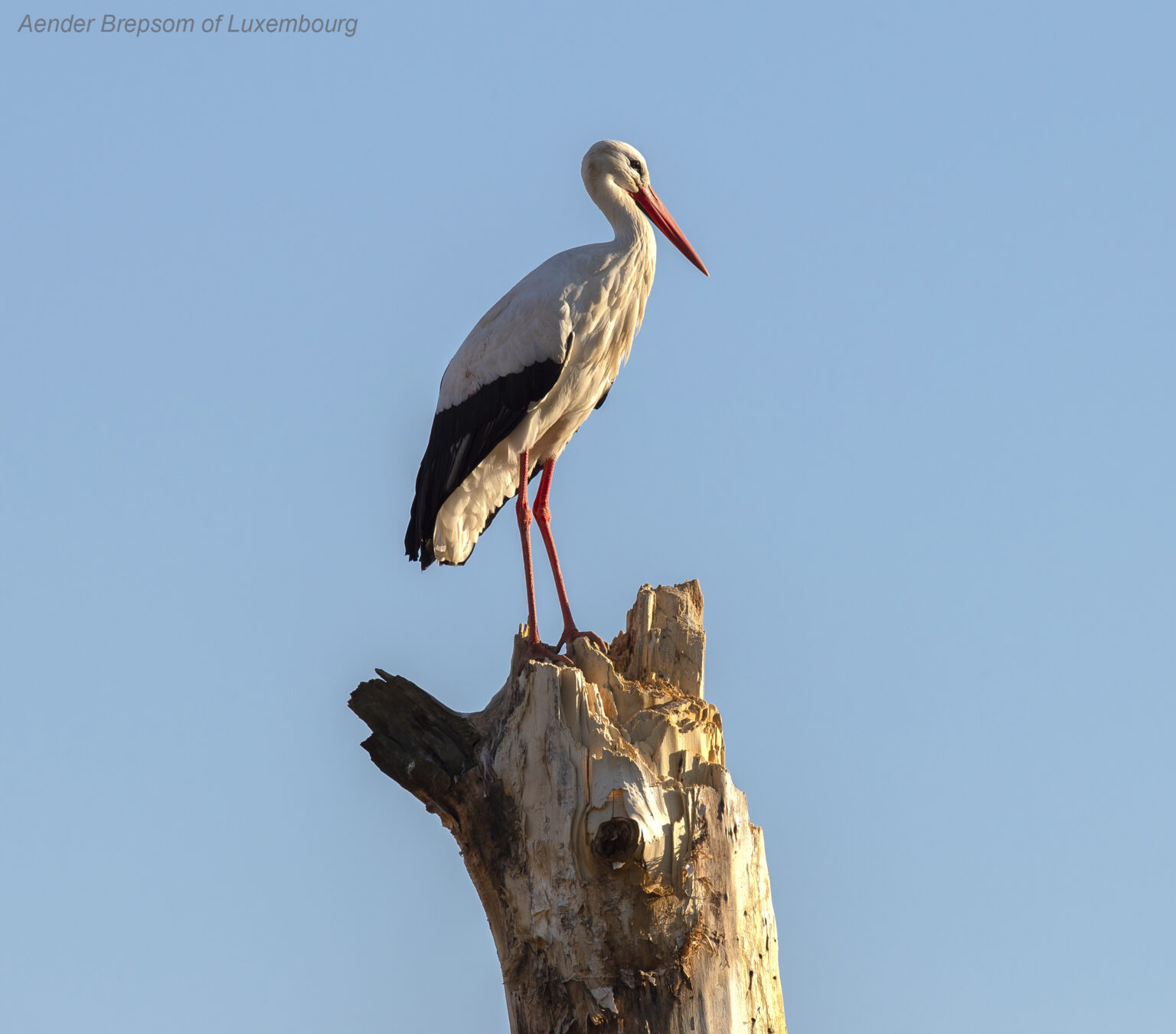 White Stork Migration – Explore the Wonders of Nature
