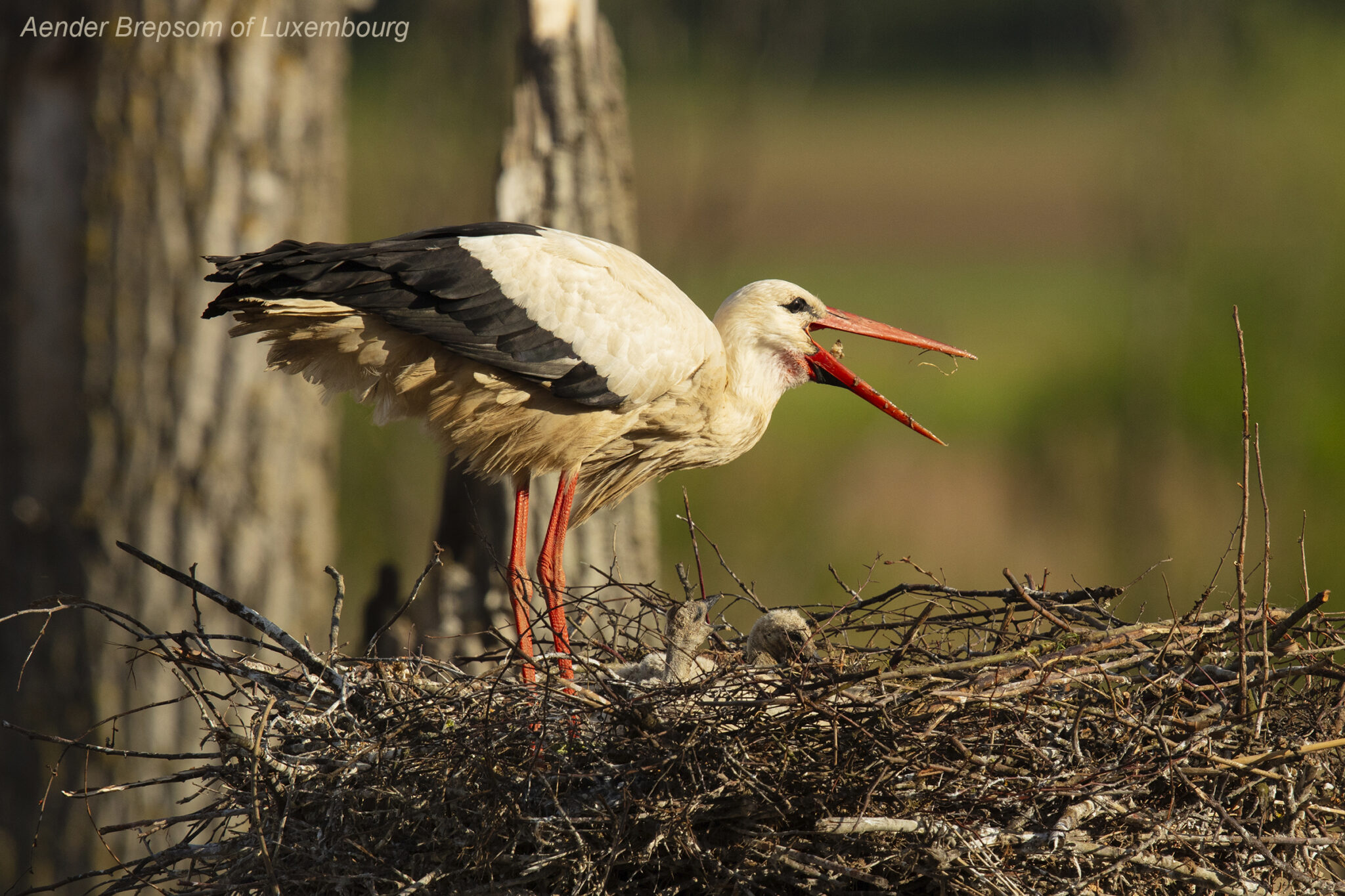 White Stork Migration – Explore the Wonders of Nature