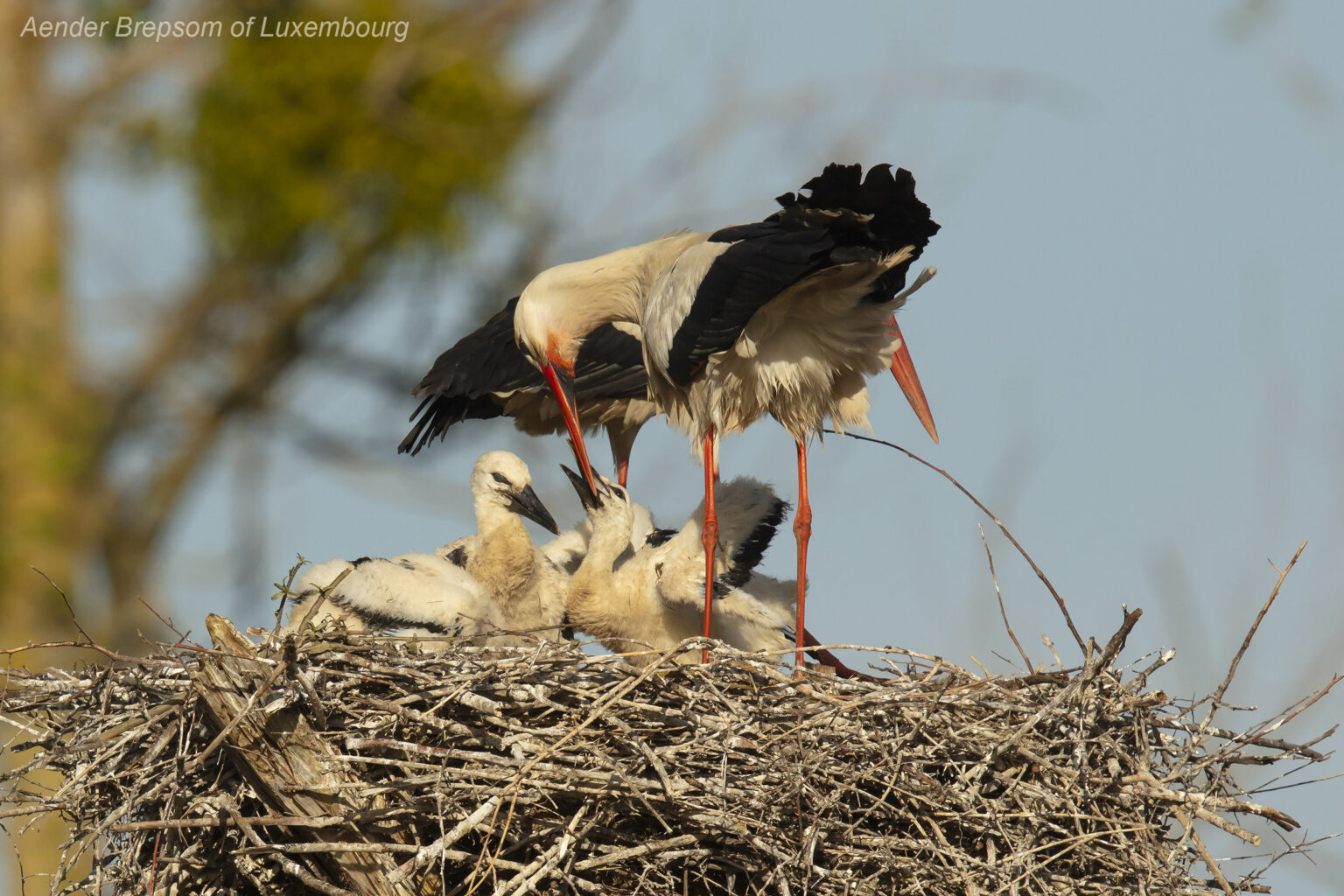 White Stork Migration – Explore the Wonders of Nature