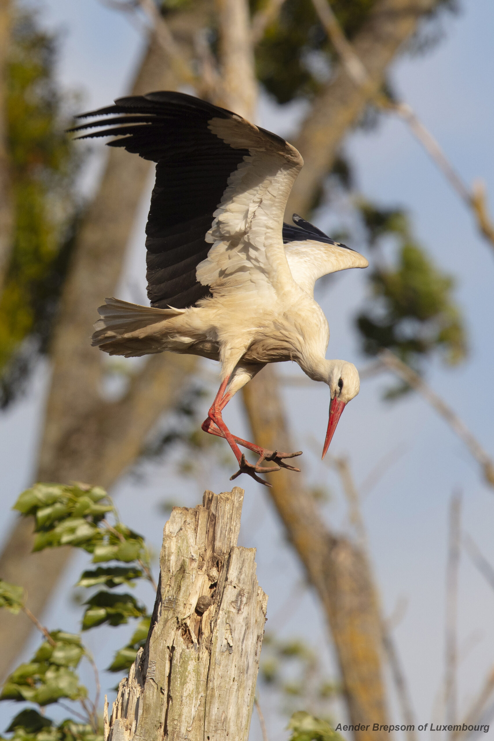 White Stork Migration – Explore the Wonders of Nature