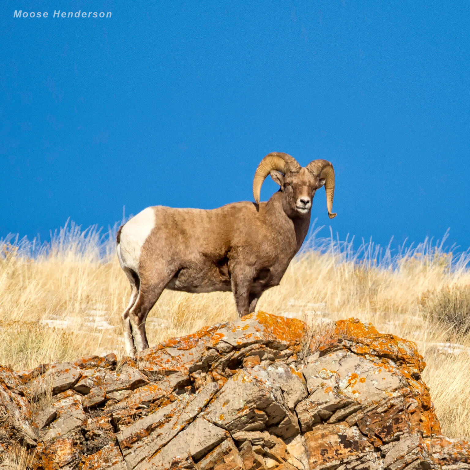 Alpine Tundra – Explore the Wonders of Nature