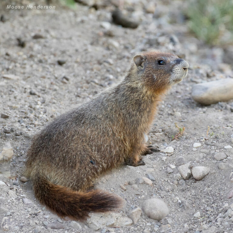Alpine Tundra – Explore the Wonders of Nature
